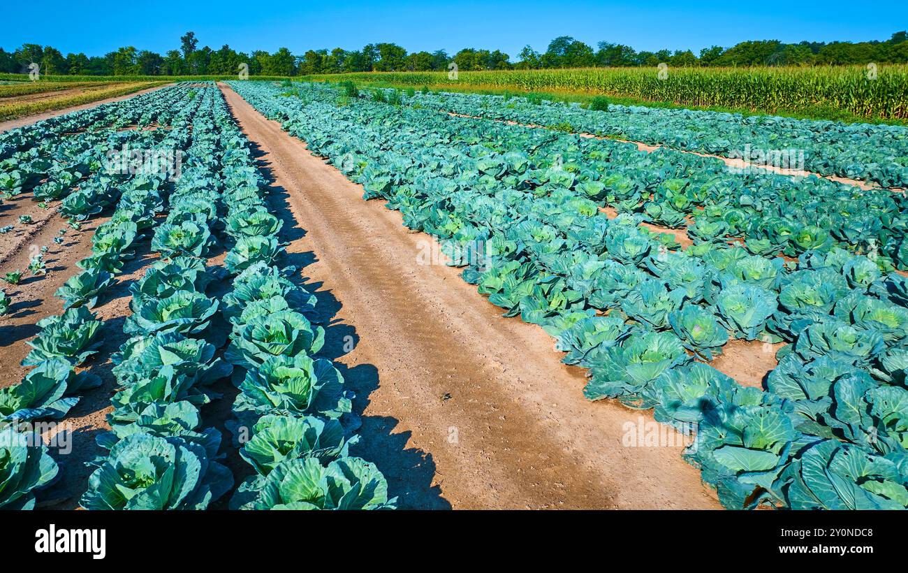 Aerial Fly Through Lush Cabbage Field and Corn Stalks Stock Photo - Alamy