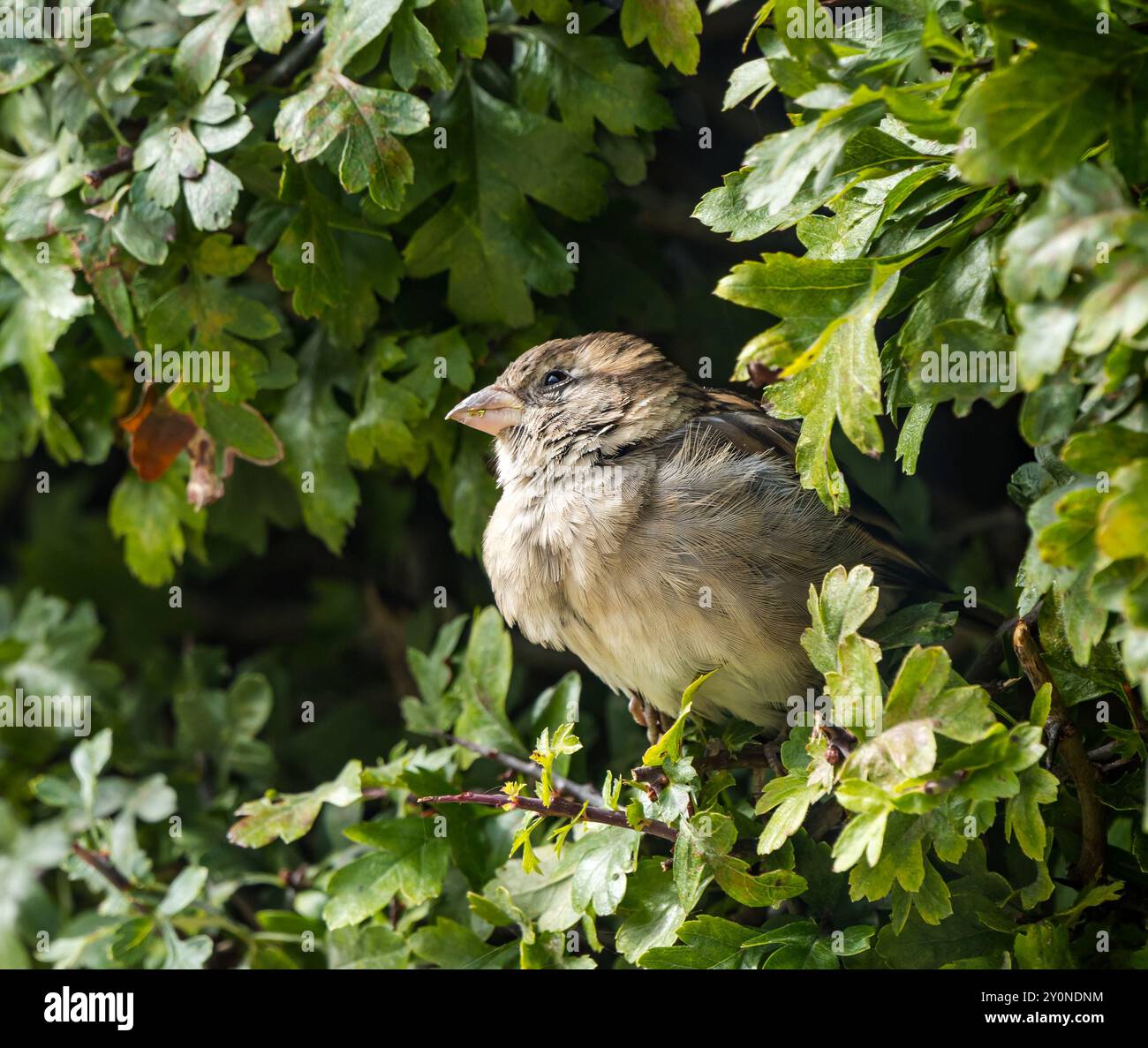 Eurasian tree sparrow close up hi-res stock photography and images - Alamy