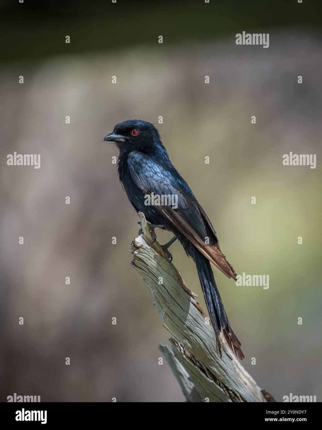 Fork tailed drongo plumage hi-res stock photography and images - Alamy