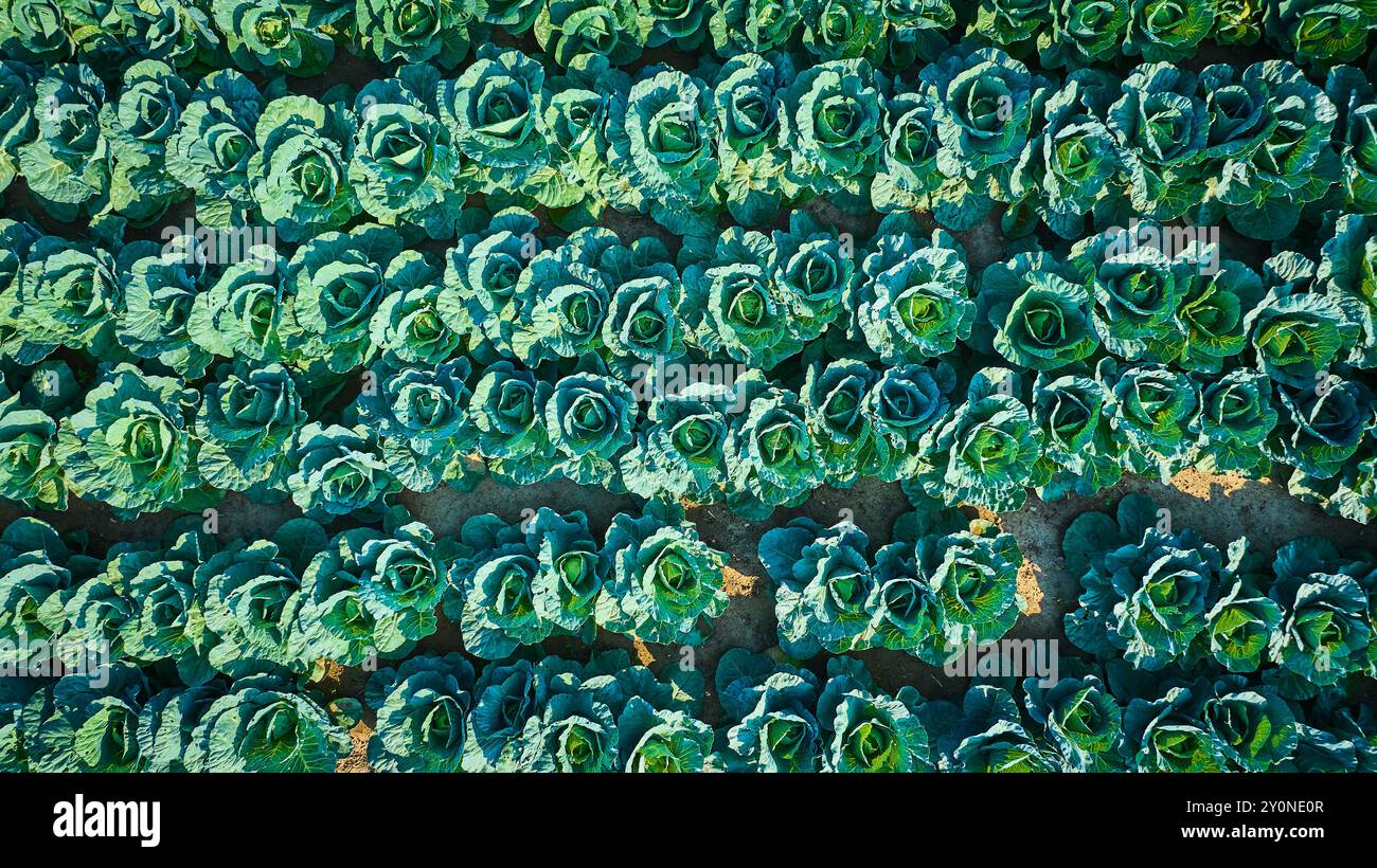 Aerial View of Lush Cabbage Field in Rural Indiana Stock Photo - Alamy
