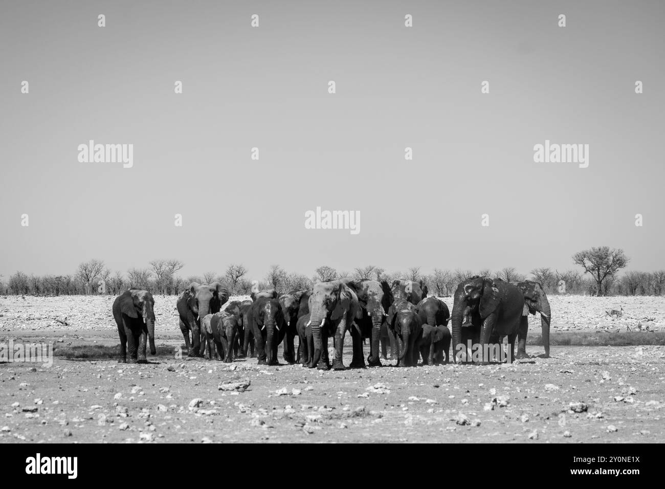 Waterhole in africa Black and White Stock Photos & Images - Alamy