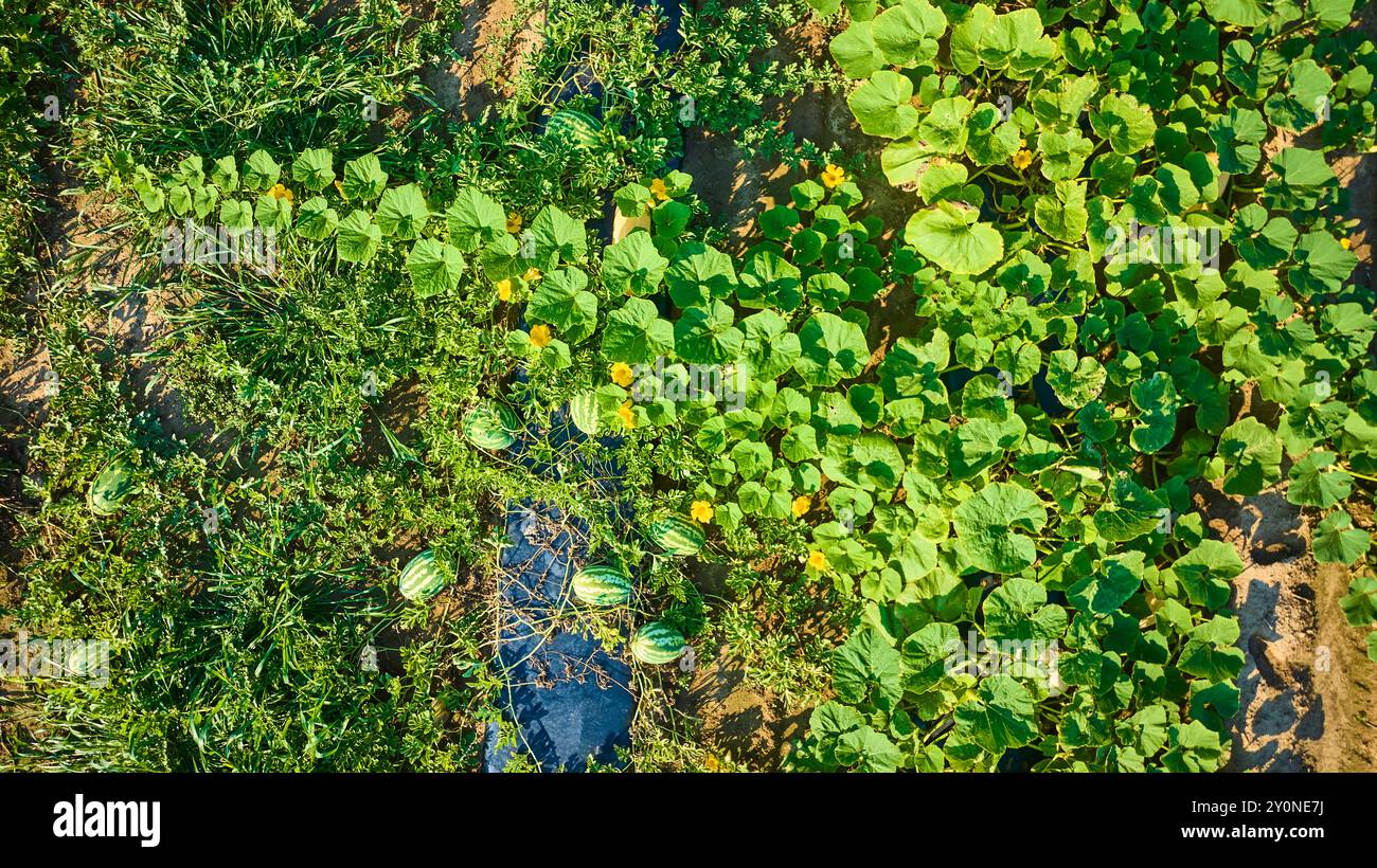 Aerial View of Lush Watermelon Patch in Rural Farm Setting Stock Photo ...