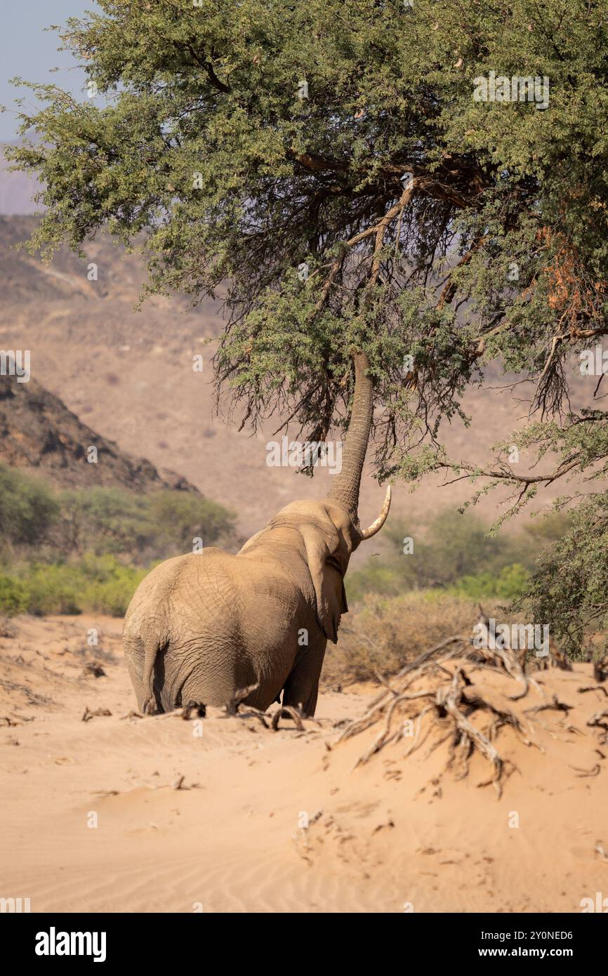 An adult desert elephant stretching its trunk up to reach leaves in the ...