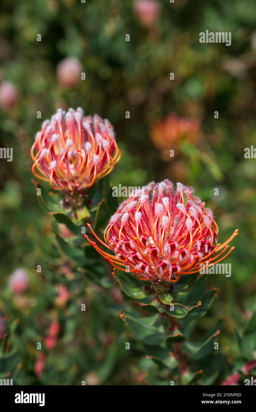 Two, red pincushion protea flowers against a green background in Cape ...