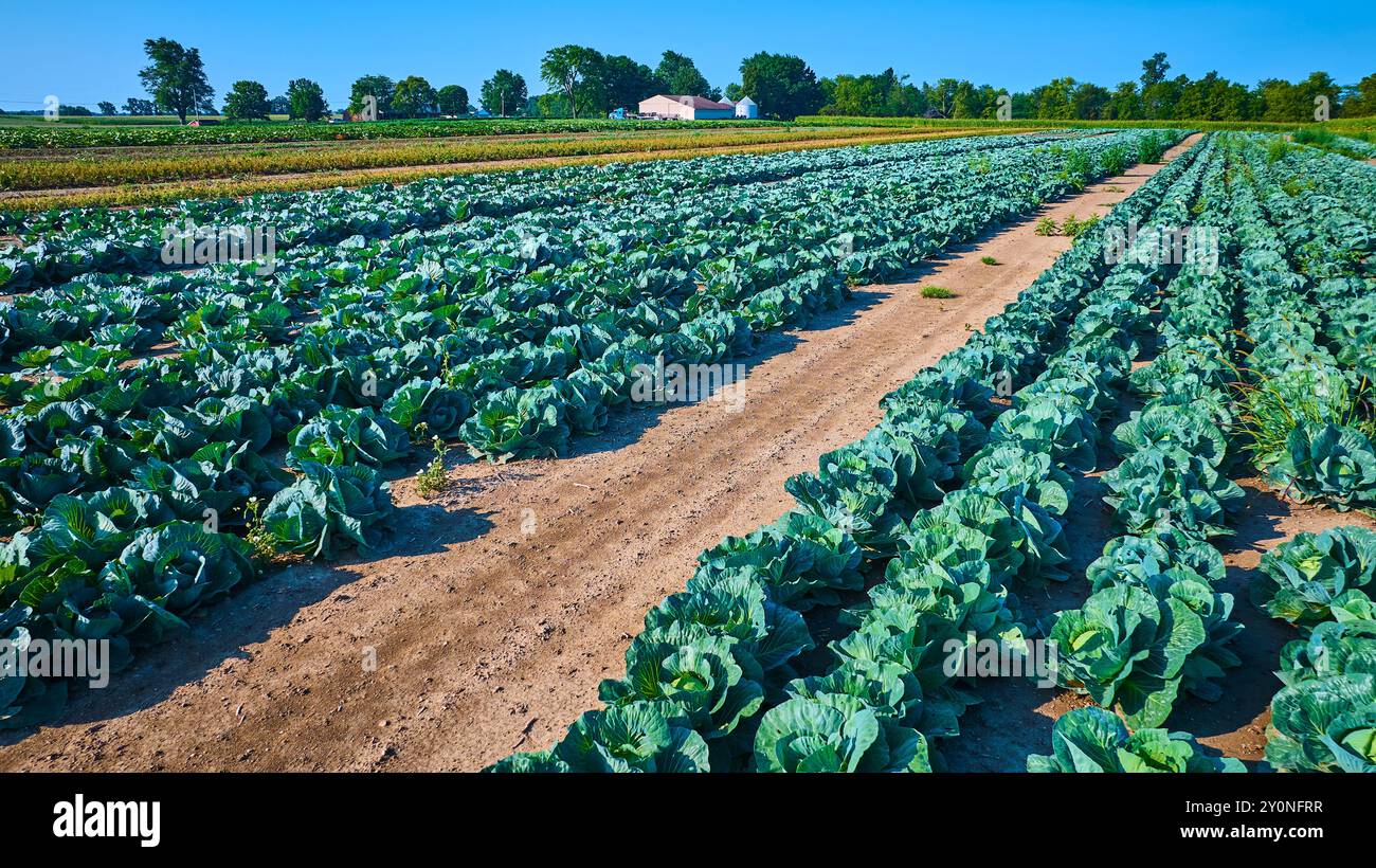 Aerial View of Lush Cabbage Farm in Rural Indiana Stock Photo - Alamy