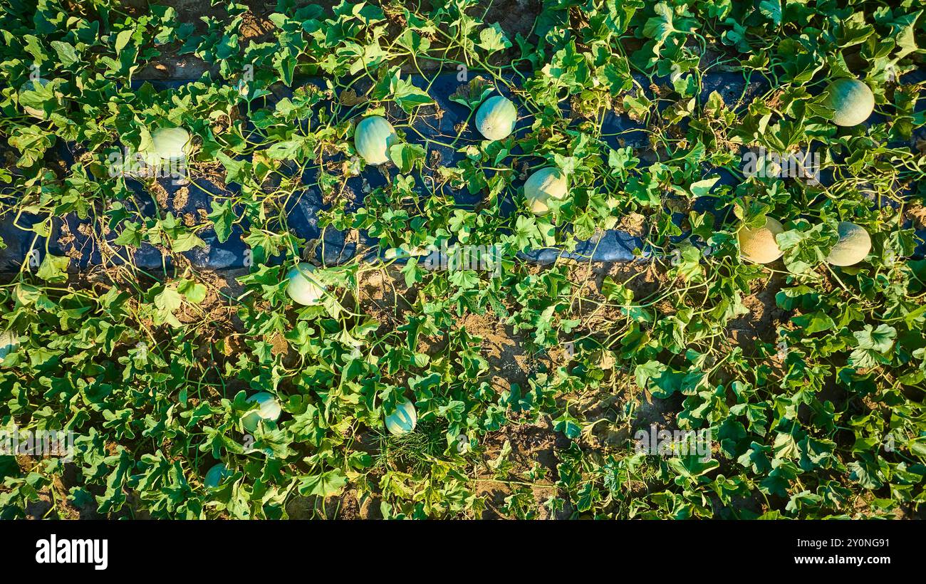 Aerial View of Lush Melon Field with Neat Rows Stock Photo - Alamy