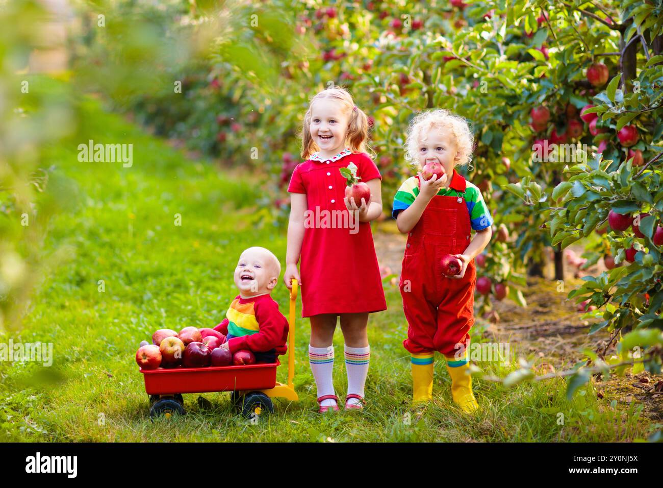 Children picking apples in fruit garden. Girl, boy and baby play in ...