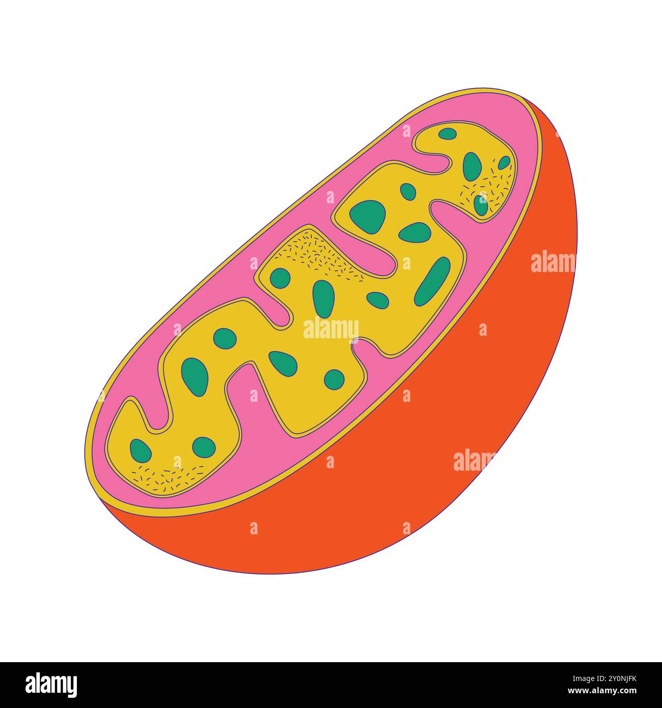 Cell Educative Model 2d Cartoon Object Stock Vector Image And Art Alamy