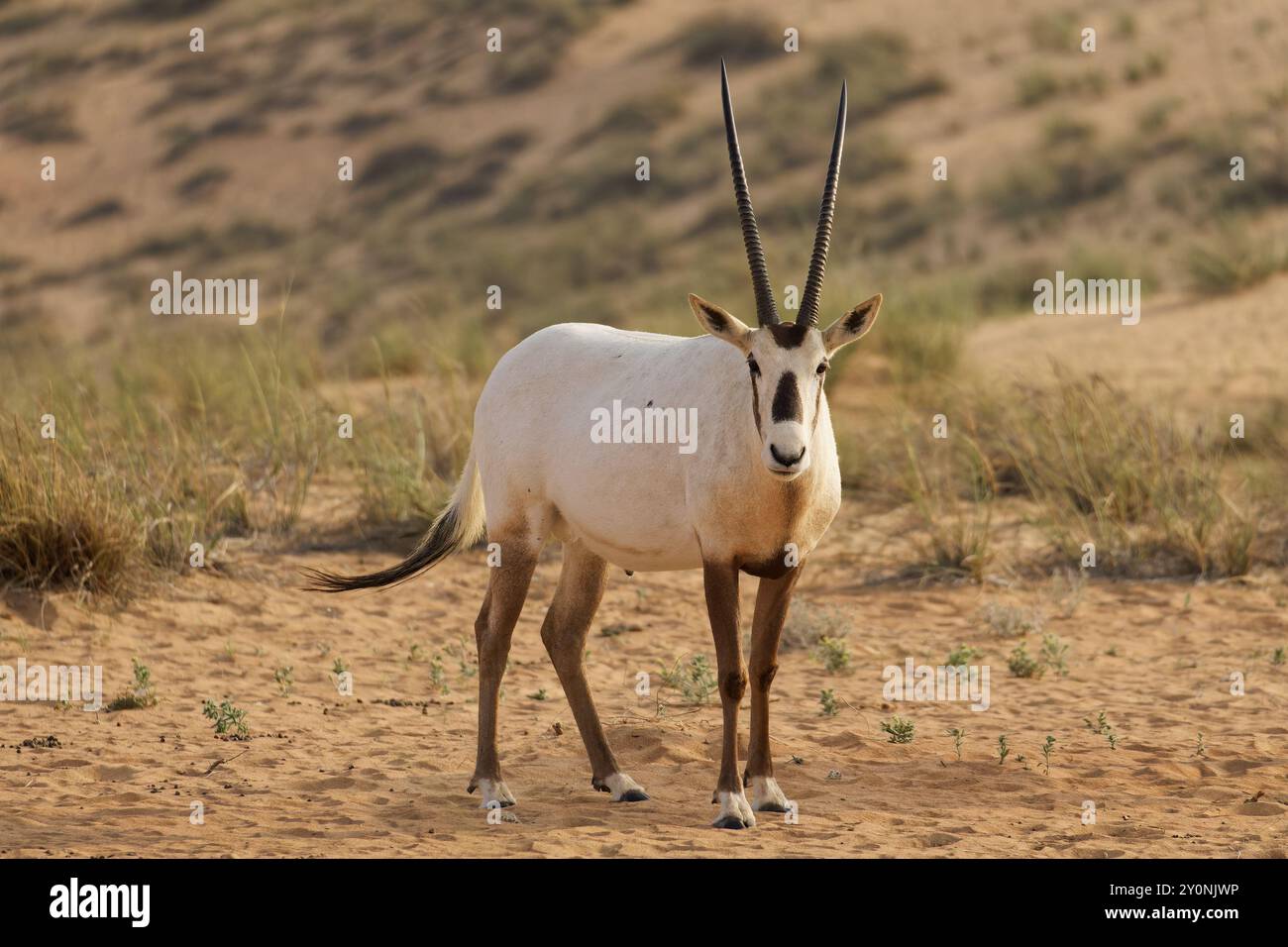 Antelope arabian oryx white hi-res stock photography and images - Alamy