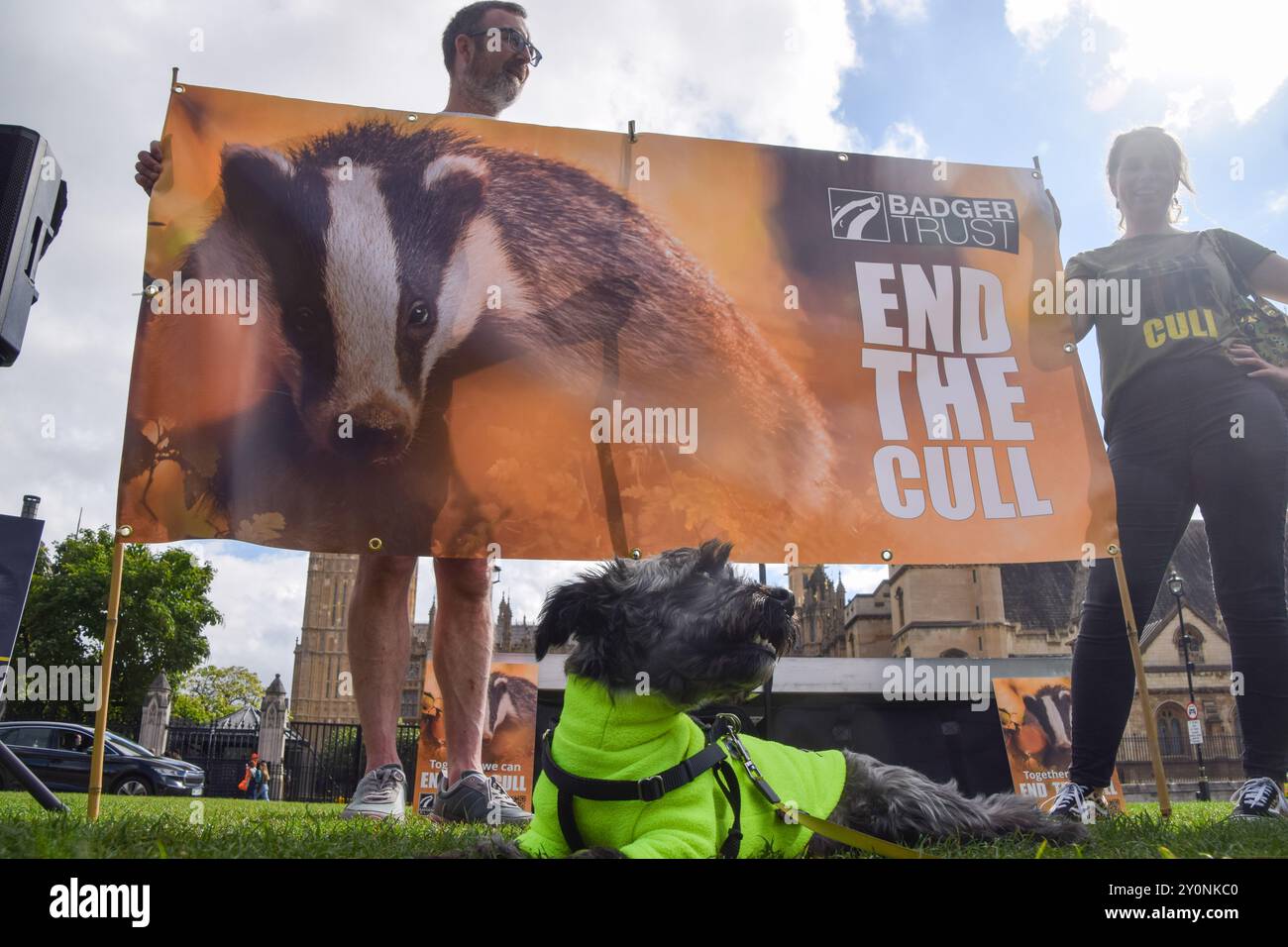 England to Replace Badger Culls With Cattle Vaccination to End Bovine ...