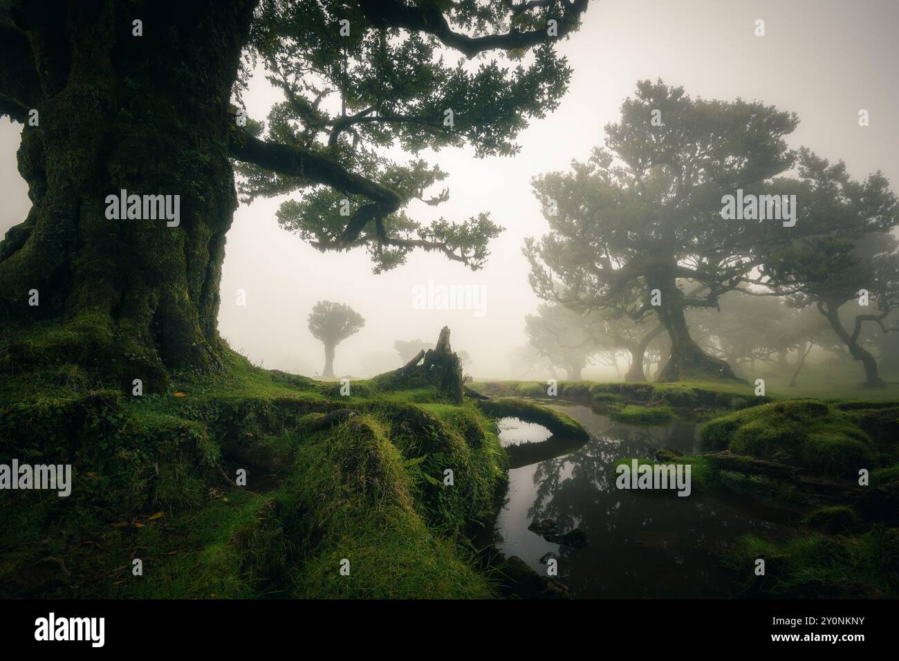 Fanal pond hi-res stock photography and images - Alamy