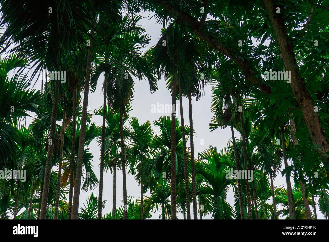 Tall coconat palm trees densely packed against bright sky, Bangladesh ...