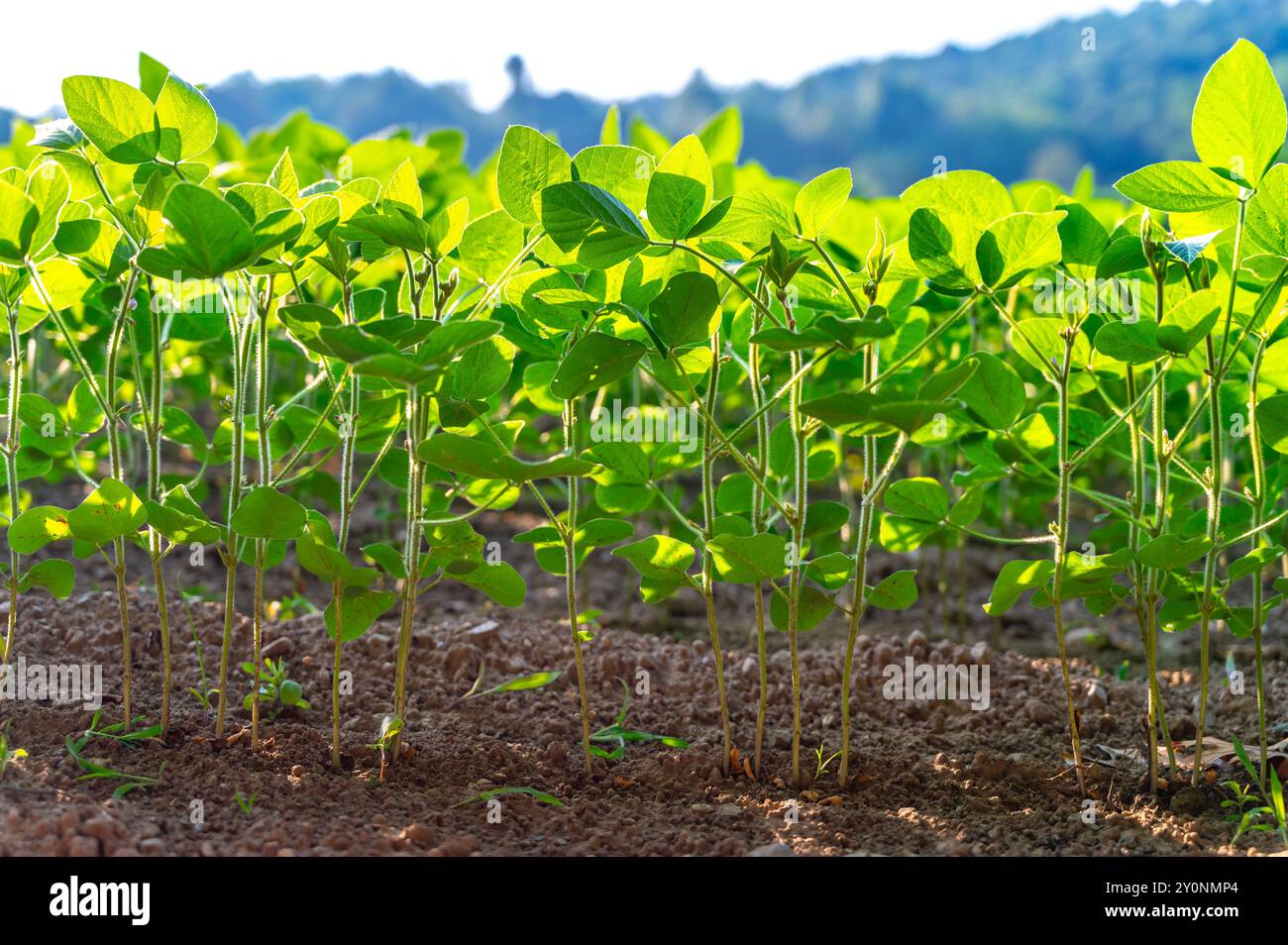 Soybean field, with soybean plants that are growing Stock Photo - Alamy