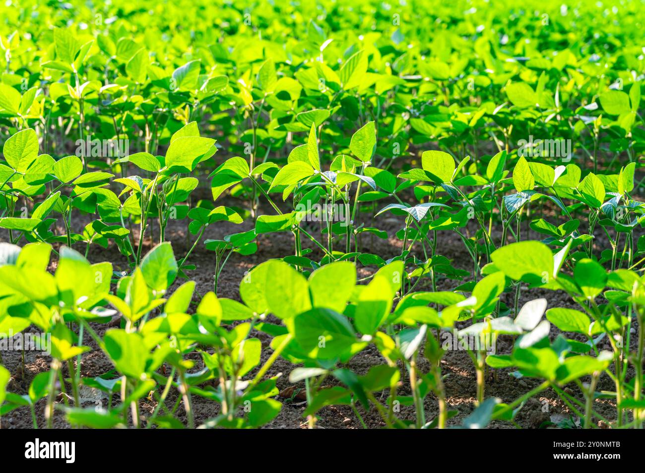 Soybean field, with soybean plants that are growing Stock Photo - Alamy