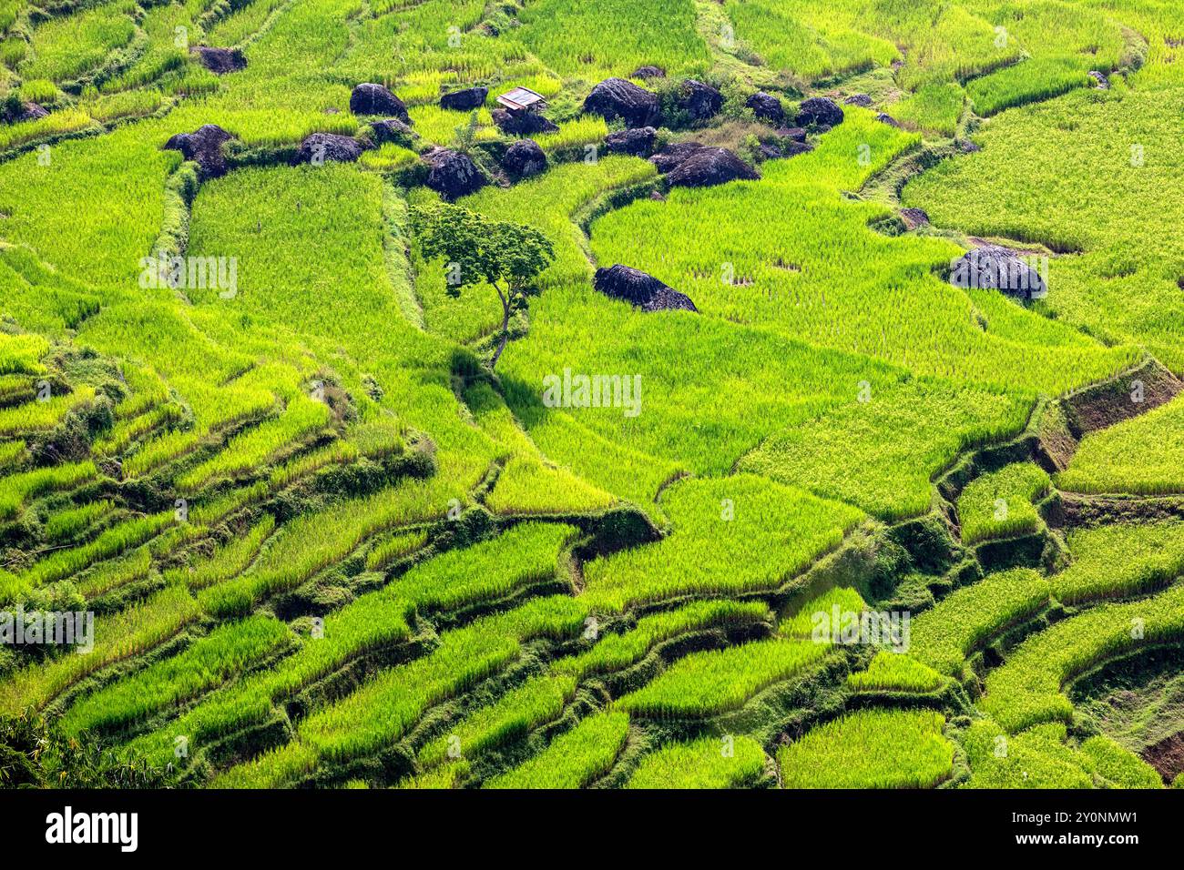 Lone tree surrounded with beautiful rice paddies, terraces in Tinimbayo ...