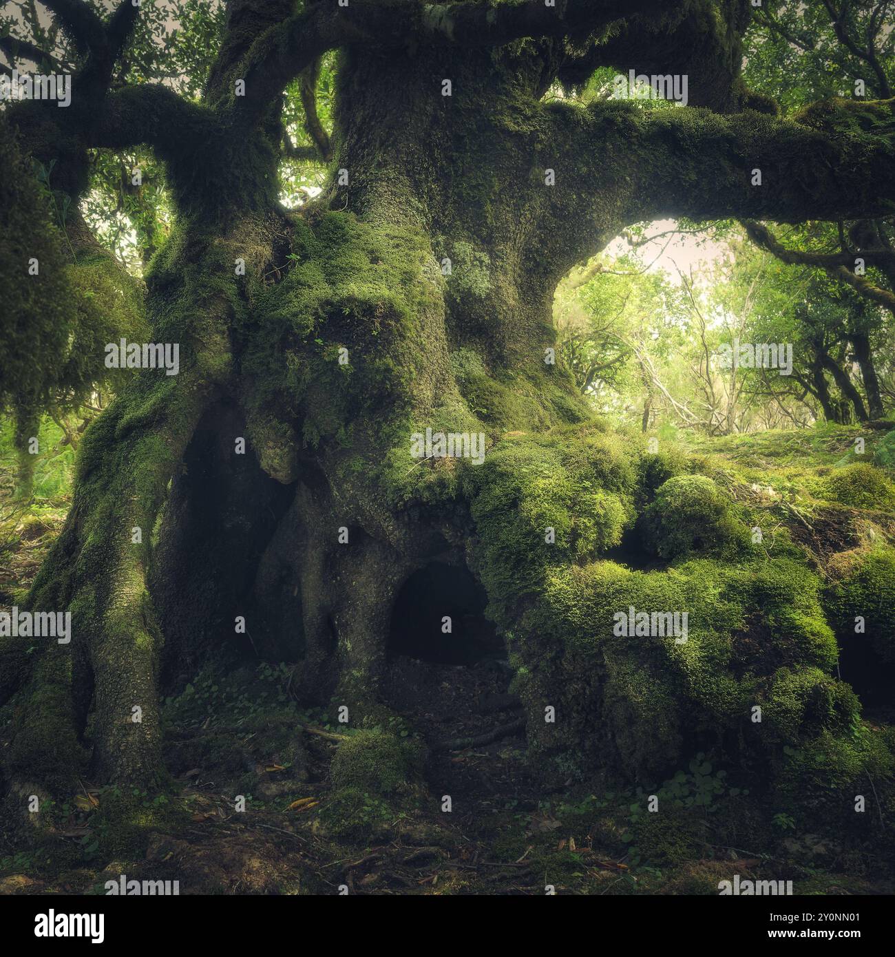 Old laurel trees hi-res stock photography and images - Alamy