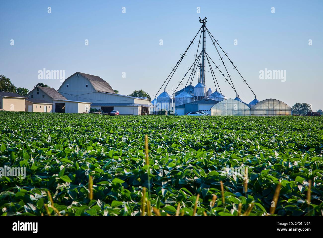 Thriving Midwest Soybean Farm with Barn and Silos Eye-Level View Stock ...