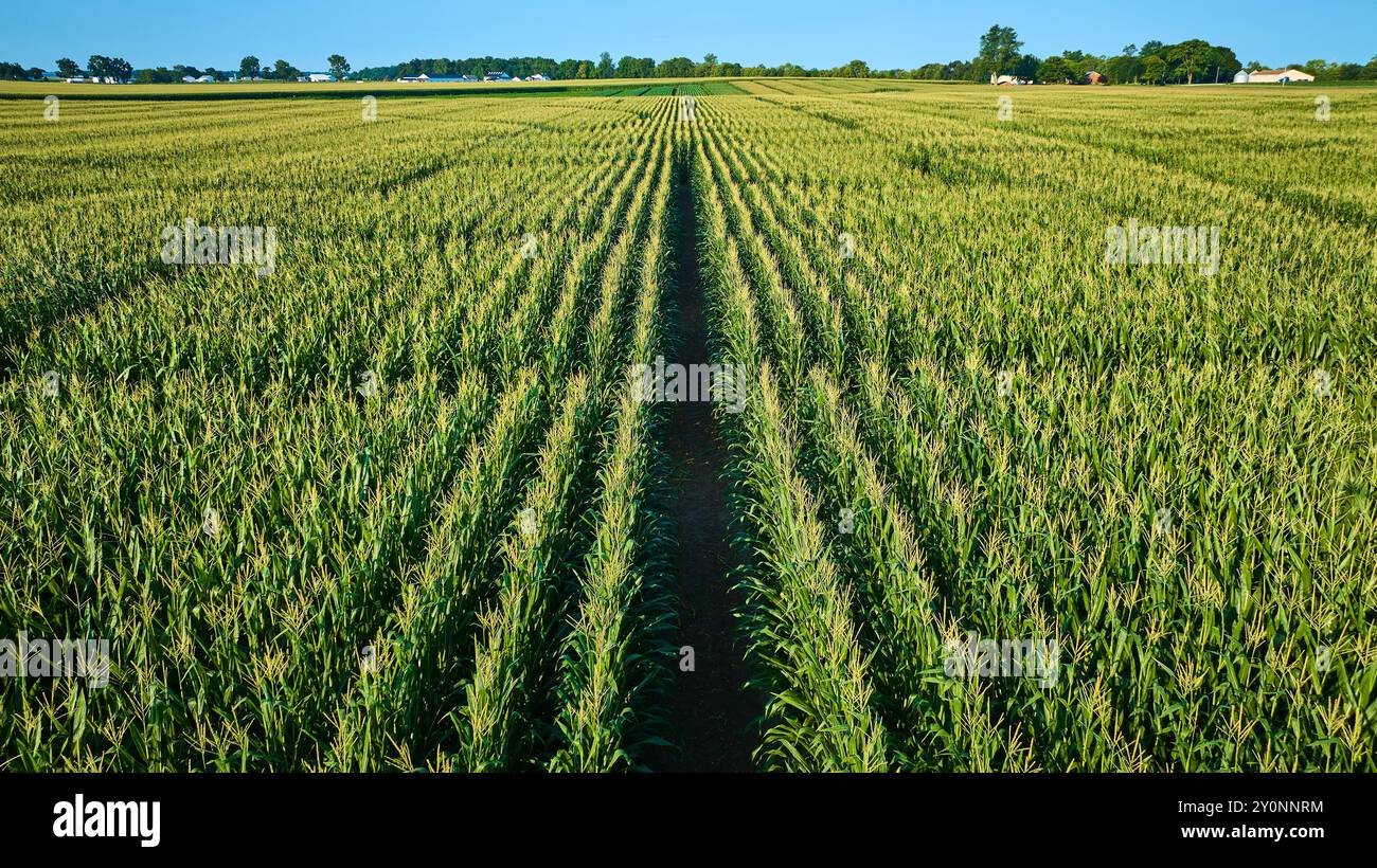 Aerial view lush cornfield rows hi-res stock photography and images - Alamy