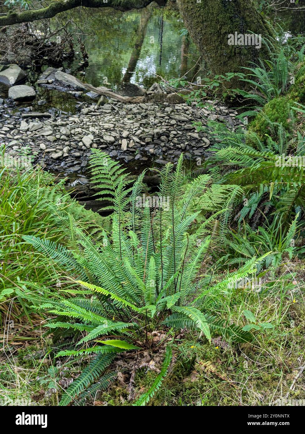 Celtic Rainforest Coed Felinrhyd and Llenyrch, Wales Stock Photo - Alamy