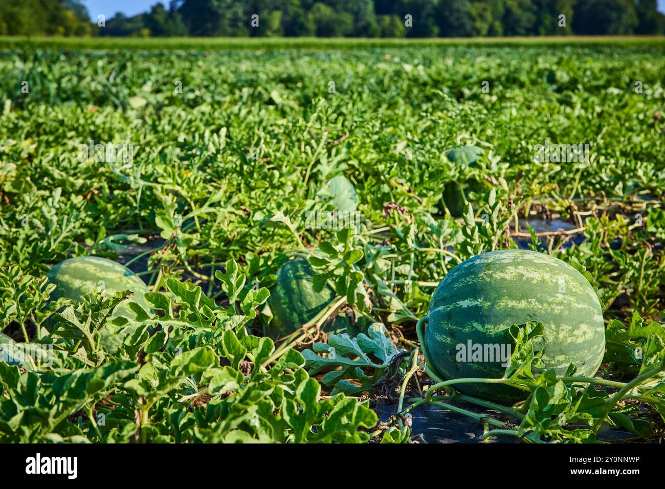 Lush Watermelon Field with Ripe Melons at Ground Level Perspective ...
