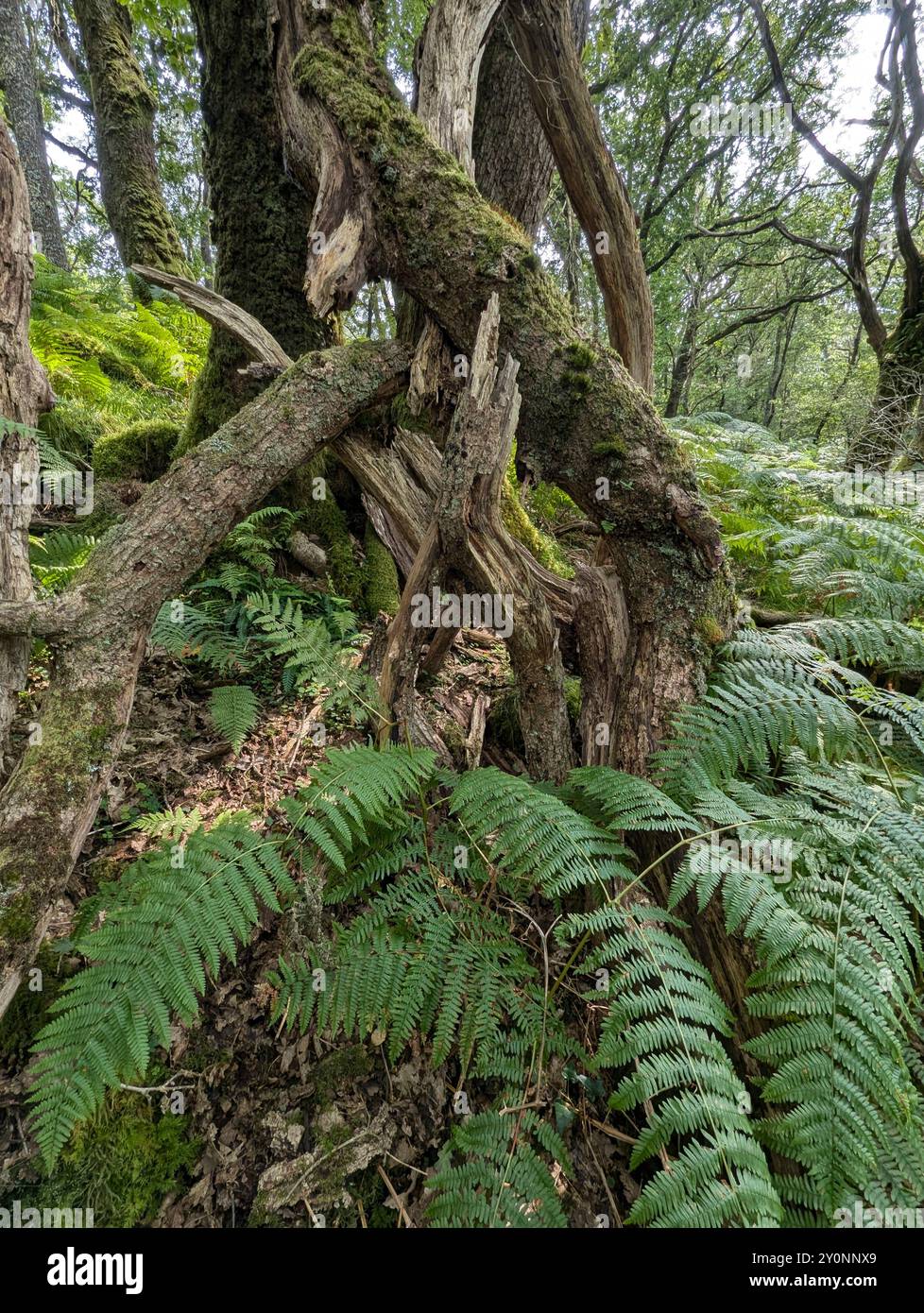 Celtic Rainforest Coed Felinrhyd and Llenyrch, Wales Stock Photo - Alamy