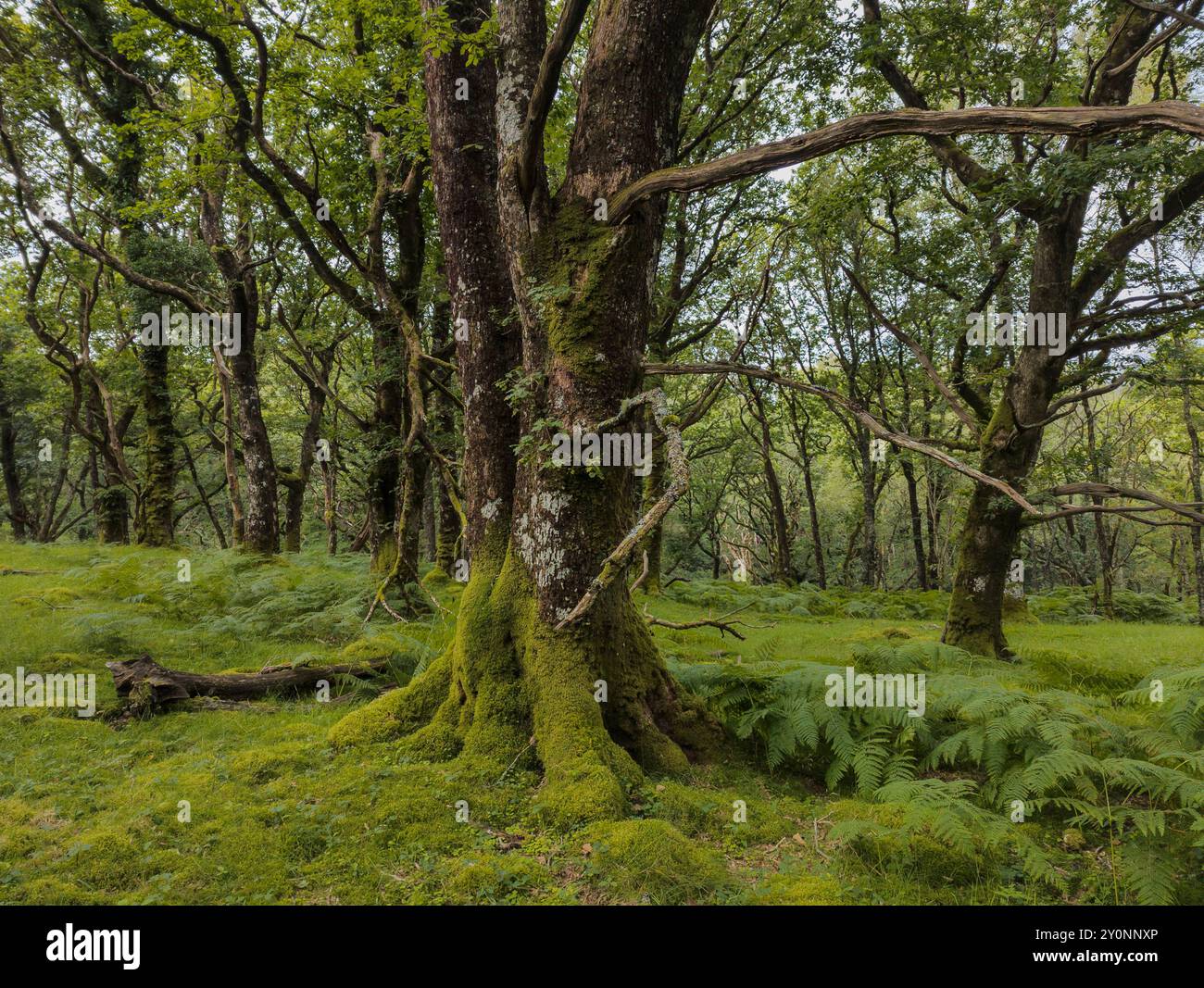 Celtic rainforest rain hi-res stock photography and images - Alamy