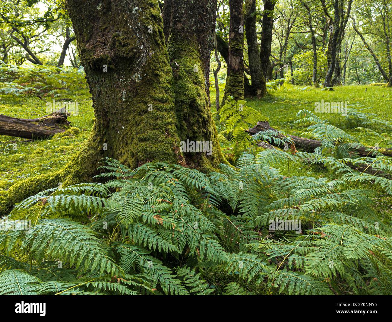 Celtic Rainforest Coed Felinrhyd and Llenyrch, Wales Stock Photo - Alamy