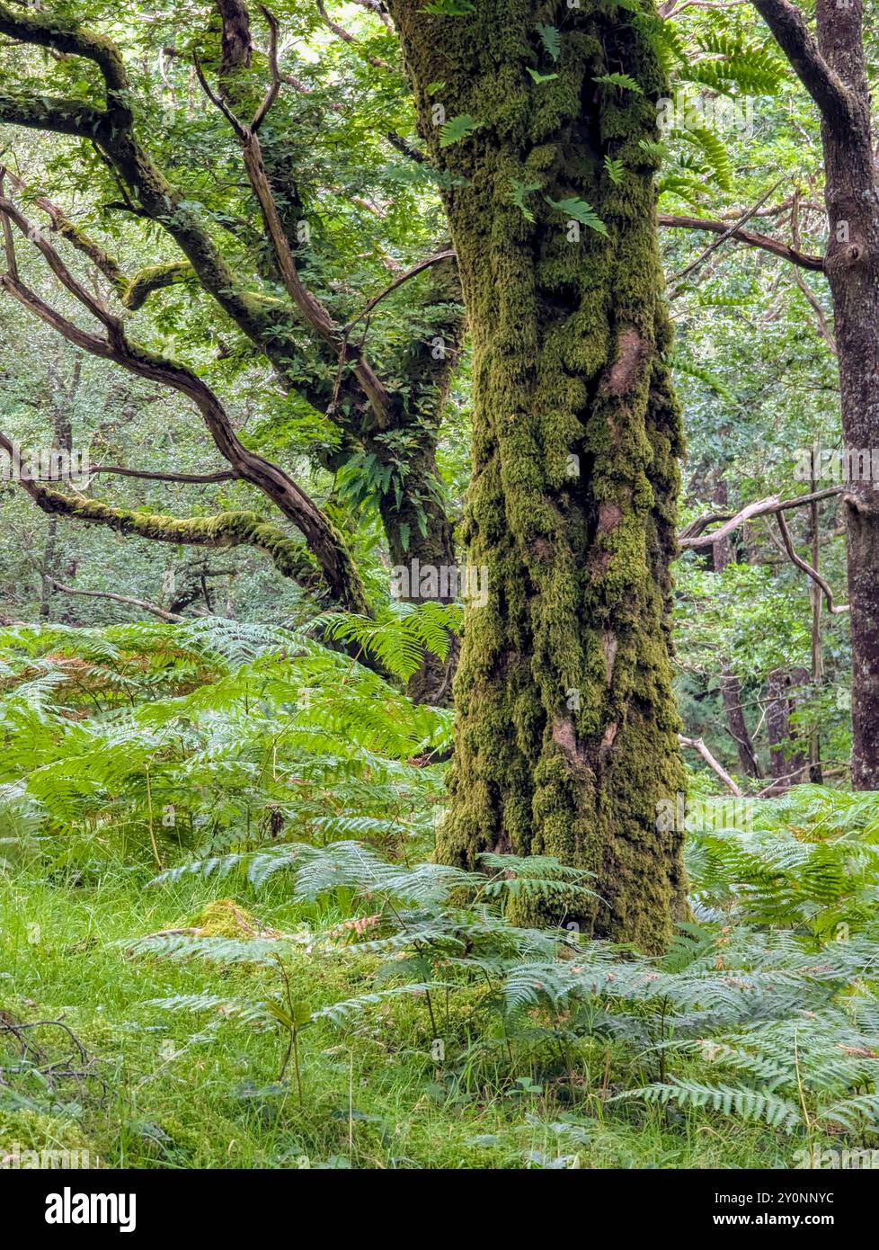Atlantic rainforest uk hi-res stock photography and images - Alamy