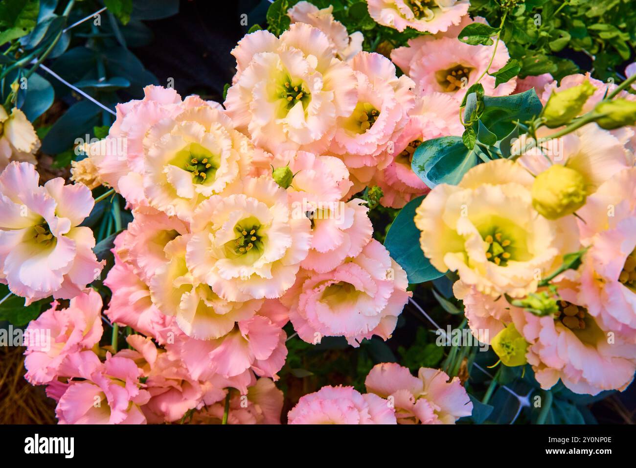 Pink Lisianthus Flowers in Full Bloom Garden Eye-Level Perspective ...