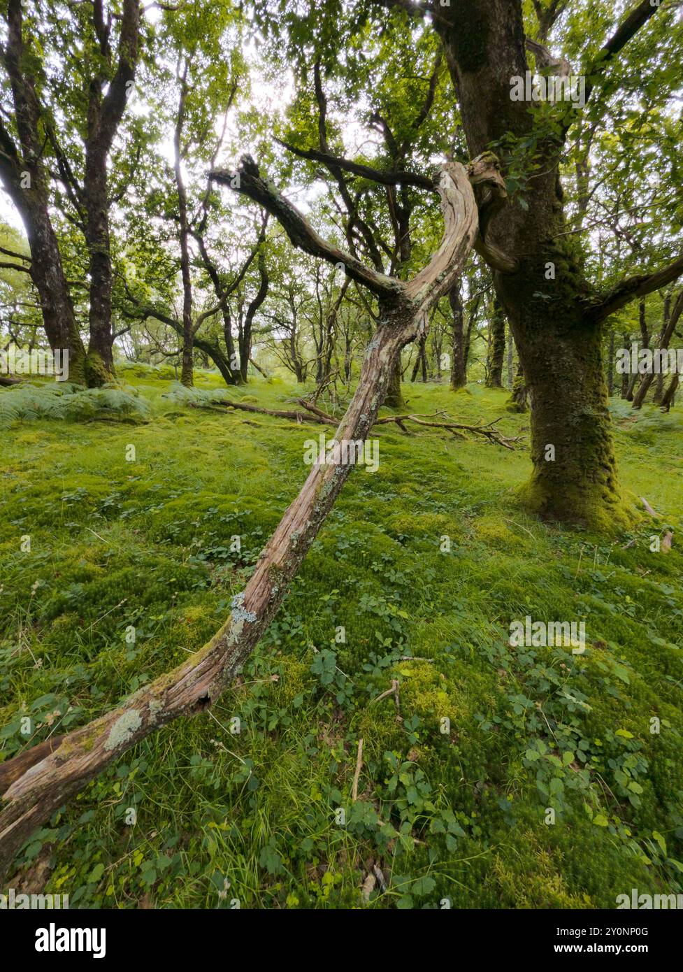 Celtic Rainforest Coed Felinrhyd and Llenyrch, Wales Stock Photo - Alamy