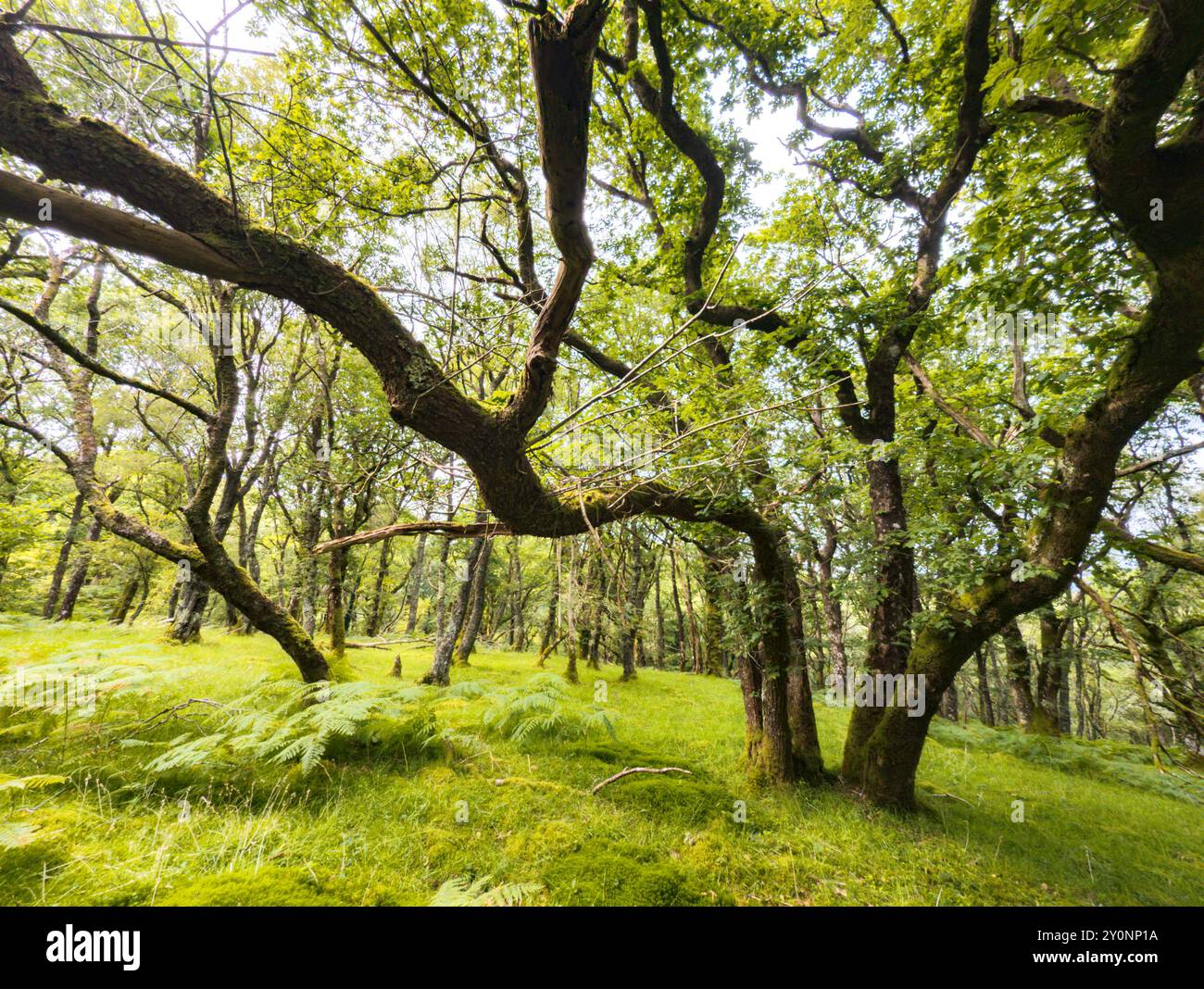 Celtic Rainforest Coed Felinrhyd and Llenyrch, Wales Stock Photo - Alamy