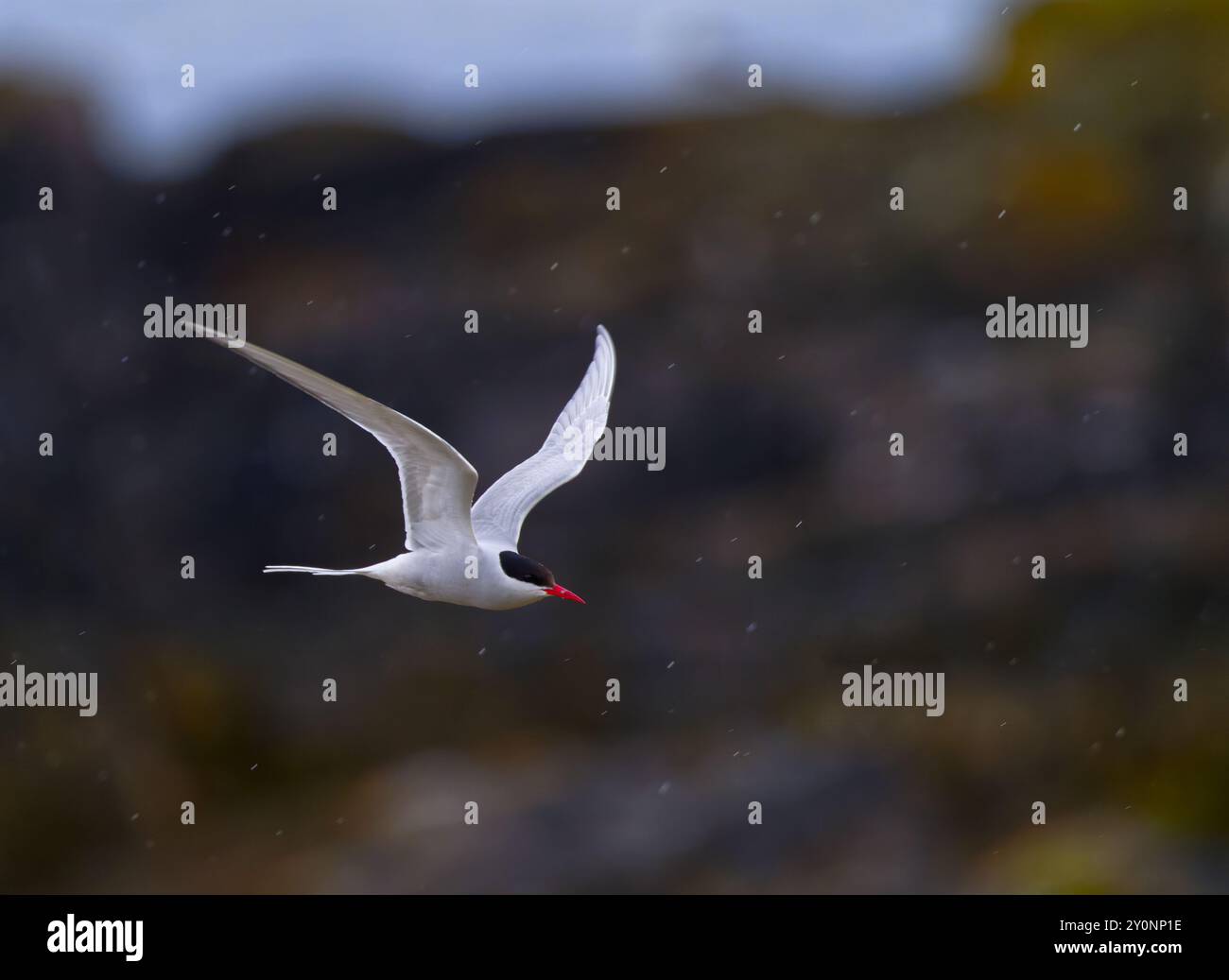 Long tailed tern hi-res stock photography and images - Alamy
