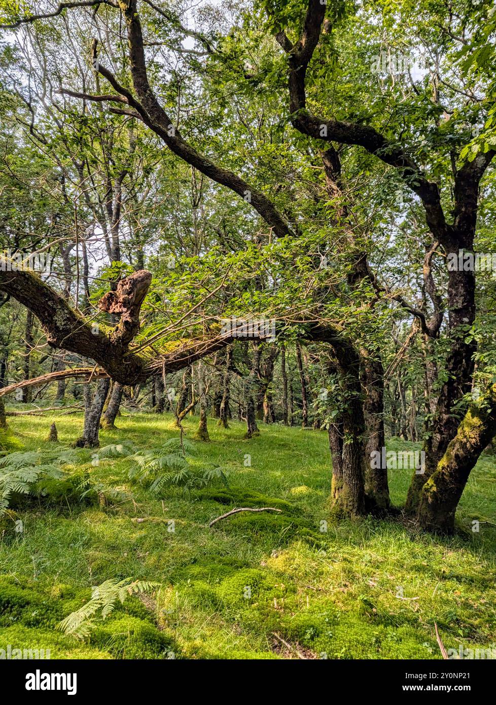 Celtic Rainforest Coed Felinrhyd and Llenyrch, Wales Stock Photo - Alamy