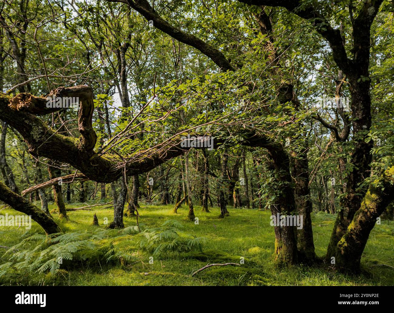 Celtic rainforest wales hi-res stock photography and images - Alamy