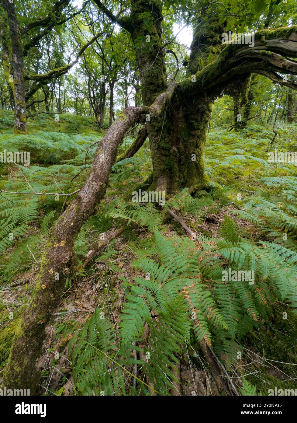 Celtic Rainforest Coed Felinrhyd and Llenyrch, Wales Stock Photo - Alamy