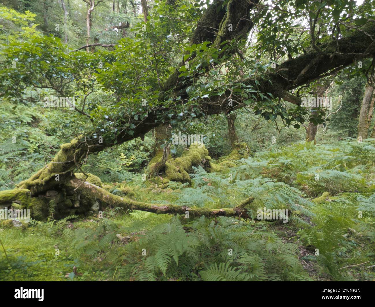 Celtic Rainforest Coed Felinrhyd and Llenyrch, Wales Stock Photo - Alamy