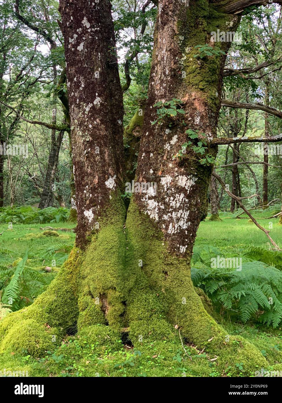 Celtic rainforest wales hi-res stock photography and images - Alamy
