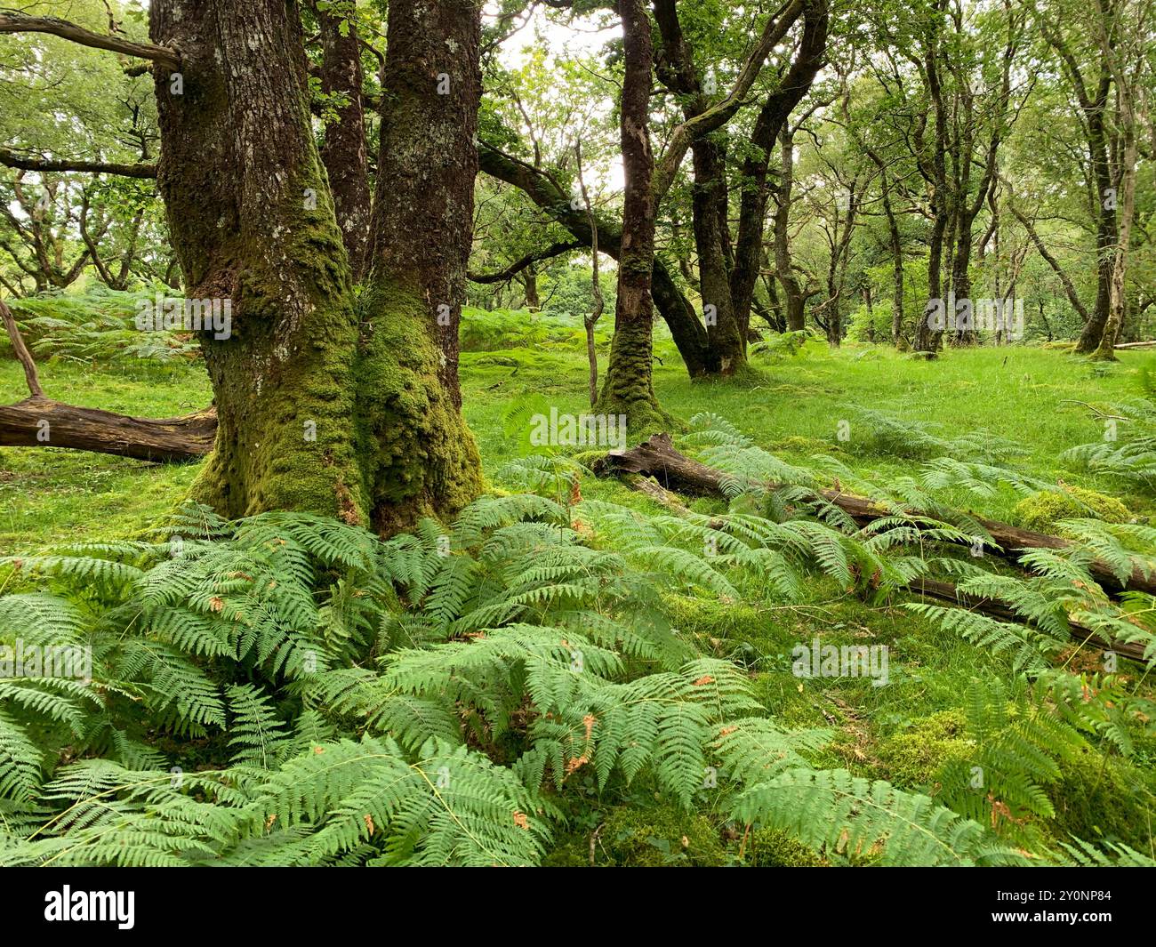 Celtic rainforest rain hi-res stock photography and images - Alamy