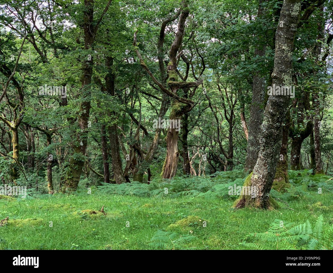 Celtic Rainforest Coed Felinrhyd and Llenyrch, Wales Stock Photo - Alamy
