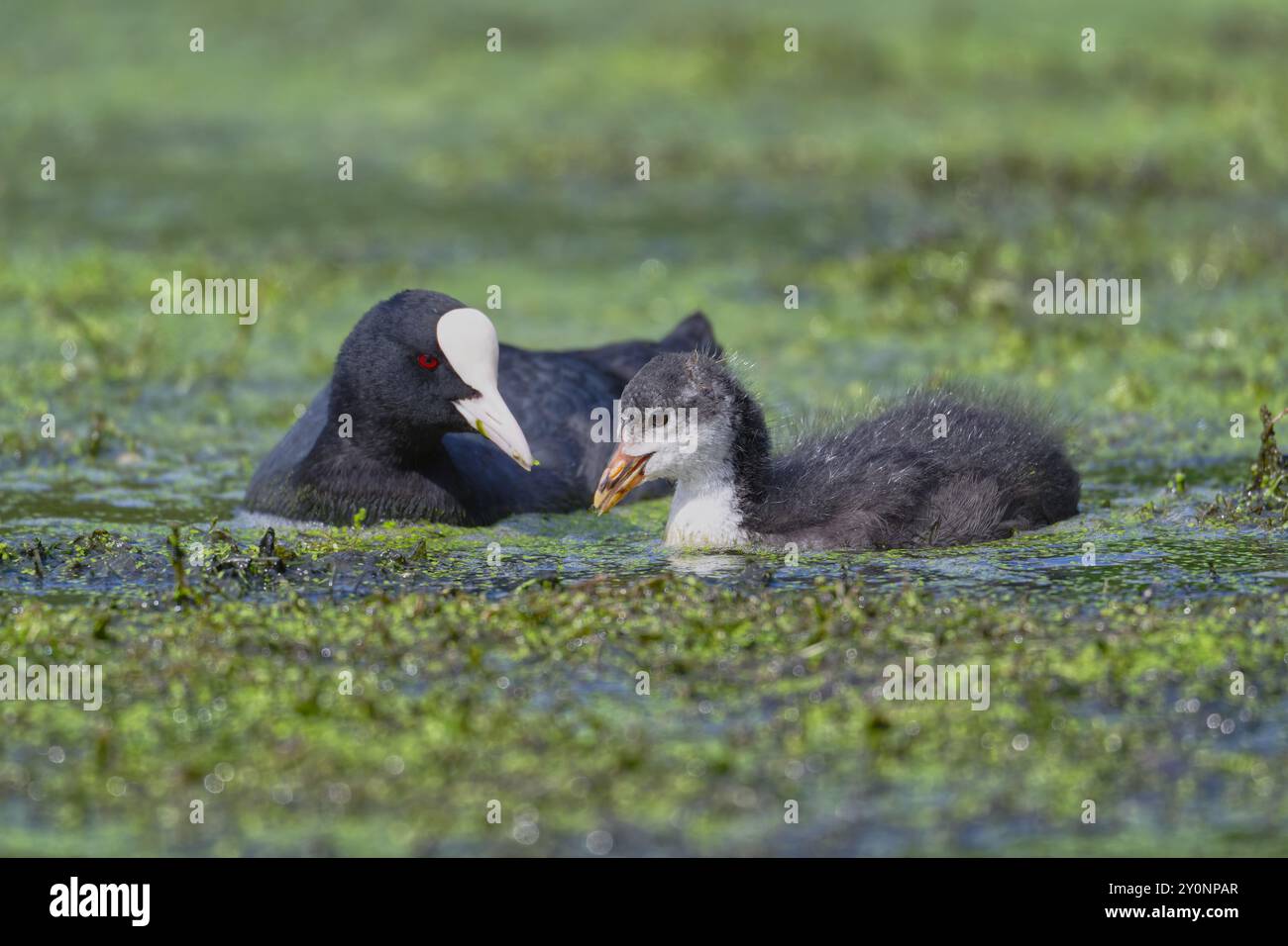 White chest on young coot hi-res stock photography and images - Alamy