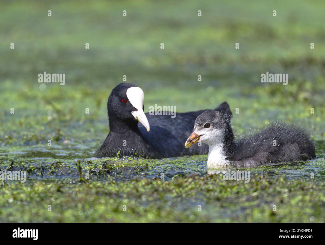 White chest on young coot hi-res stock photography and images - Alamy