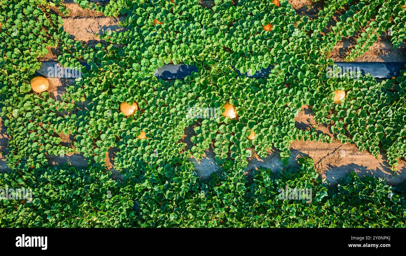 Aerial View of Lush Melon Field with Golden Melons Stock Photo - Alamy