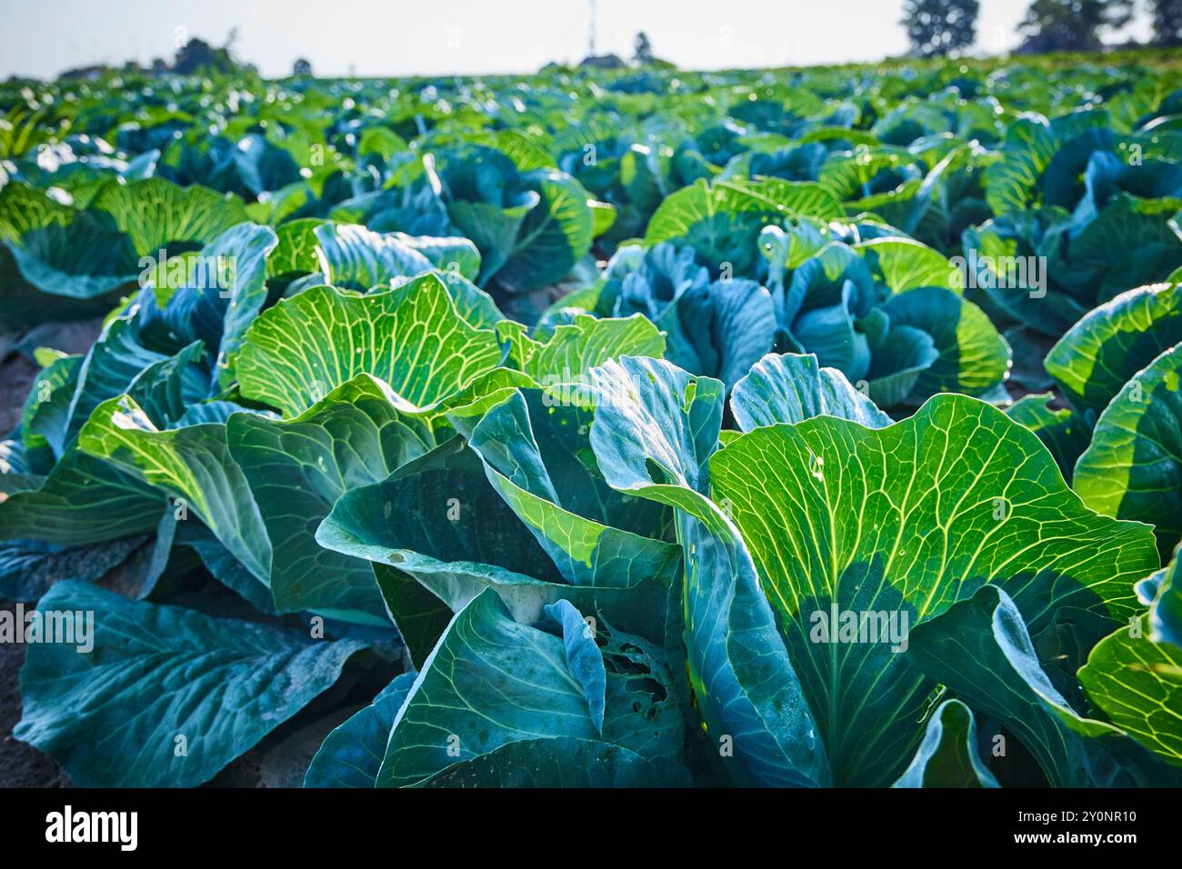Lush Green Cabbage Field in Sunlight Eye Level Perspective Stock Photo ...