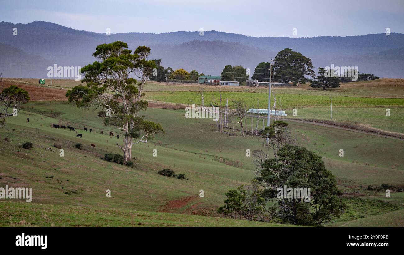 Cattle grazing in the rural landscape of Winnaleah in north east ...