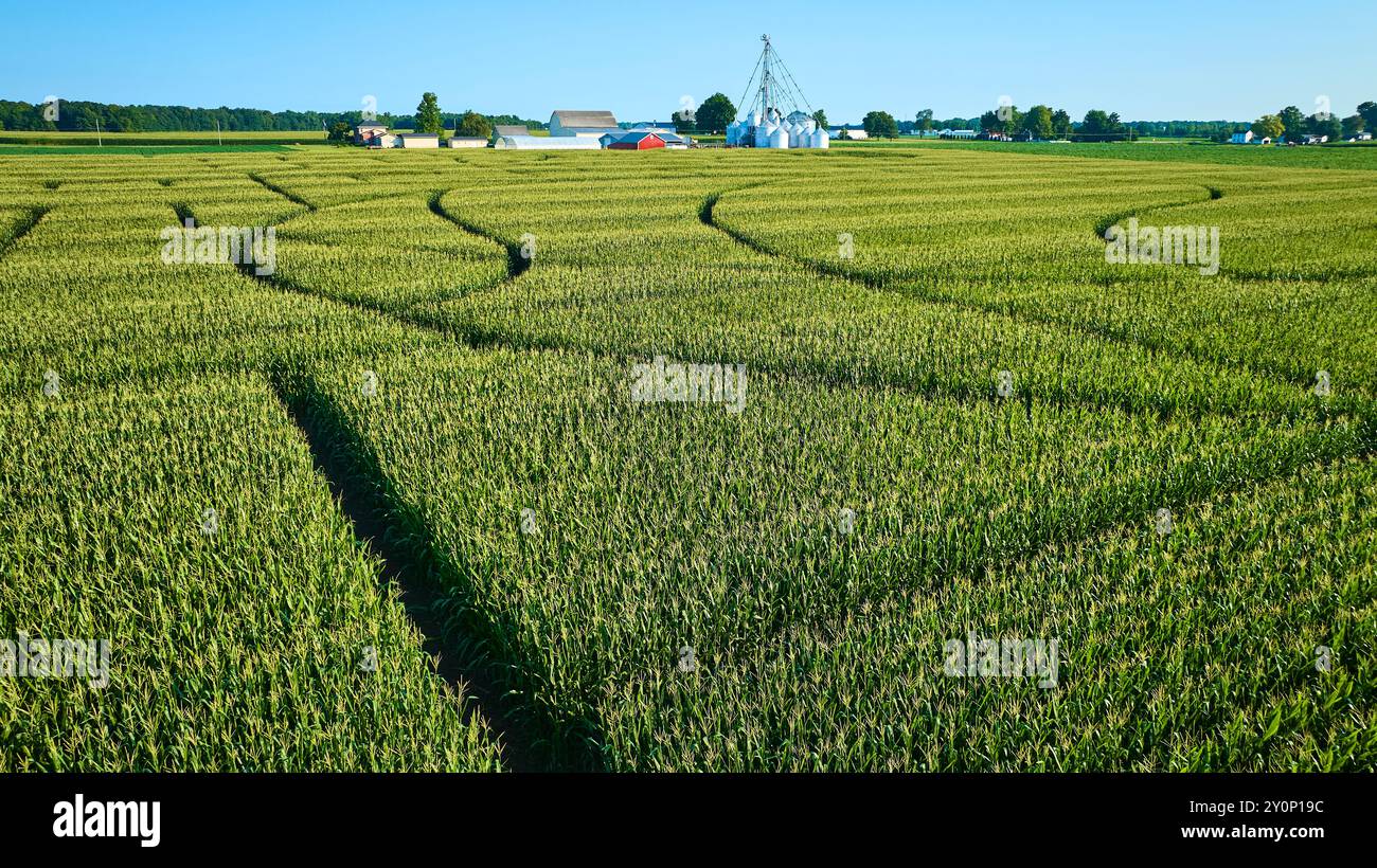 Aerial View of Lush Cornfield Maze and Farm Buildings with Tire Tracks ...