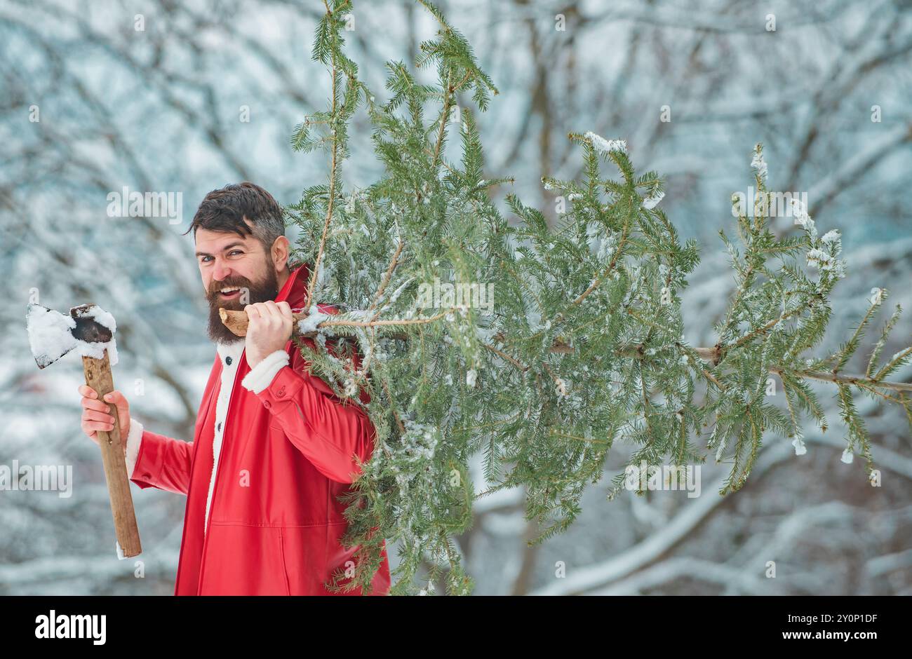 Funny Santa man posing with axe and Christmas tree. Christmas tree cut ...
