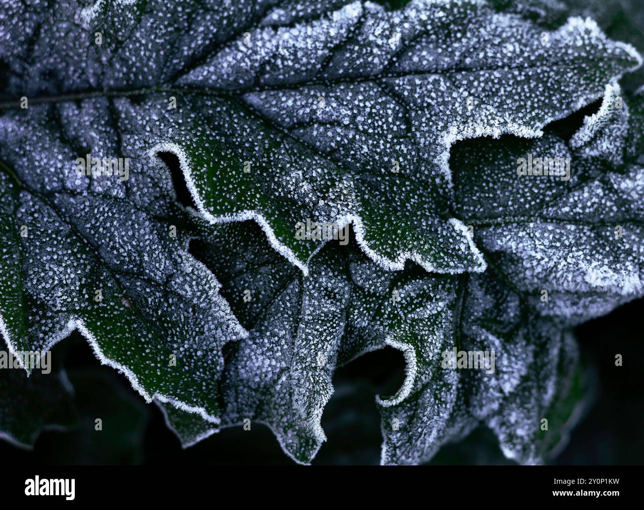 First frost close up frozen hi-res stock photography and images - Alamy