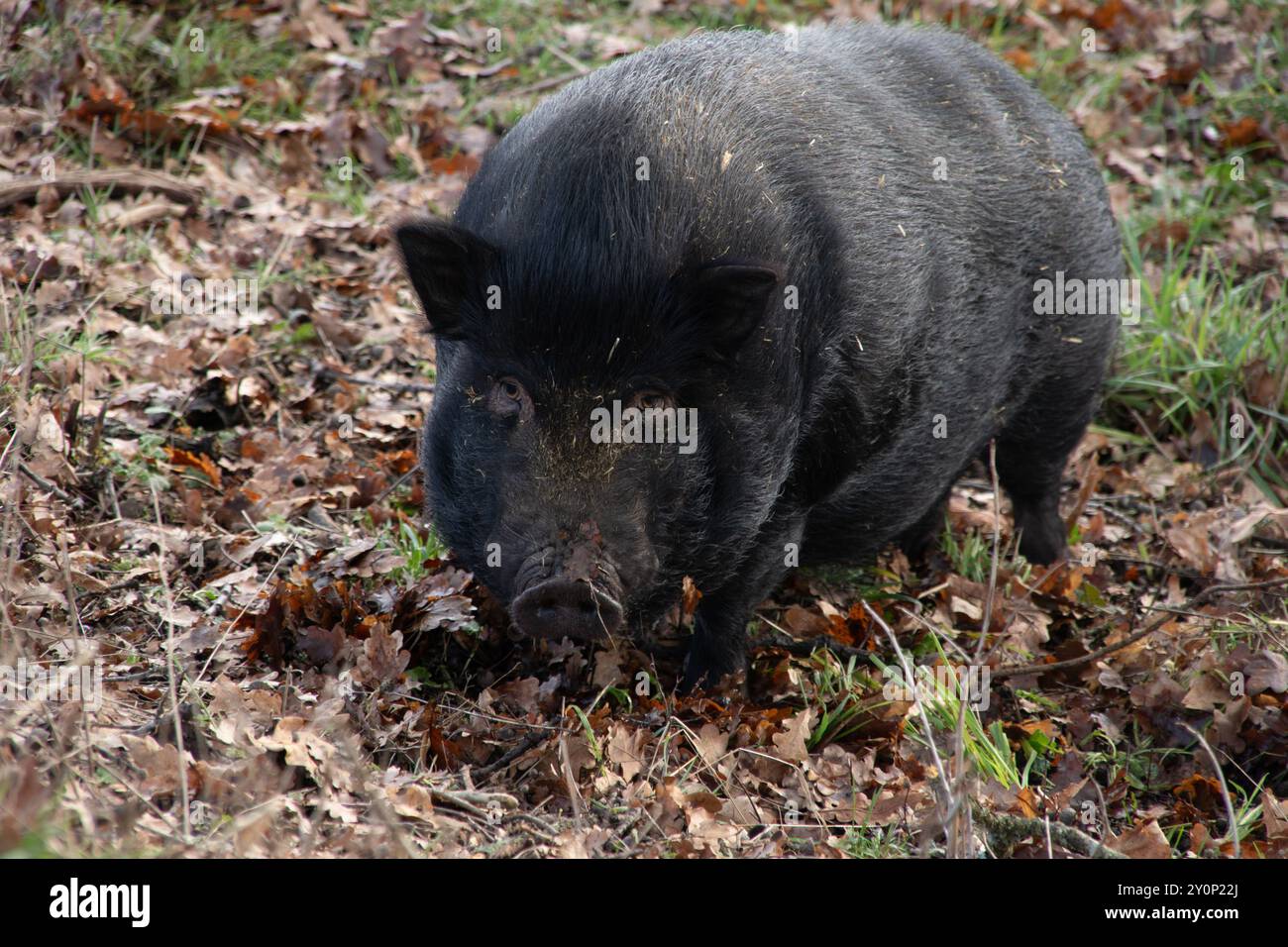 Black mini pig hi-res stock photography and images - Alamy