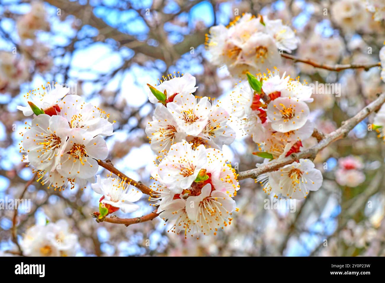 the seed bearing part of a plant, consisting of reproductive organs ...