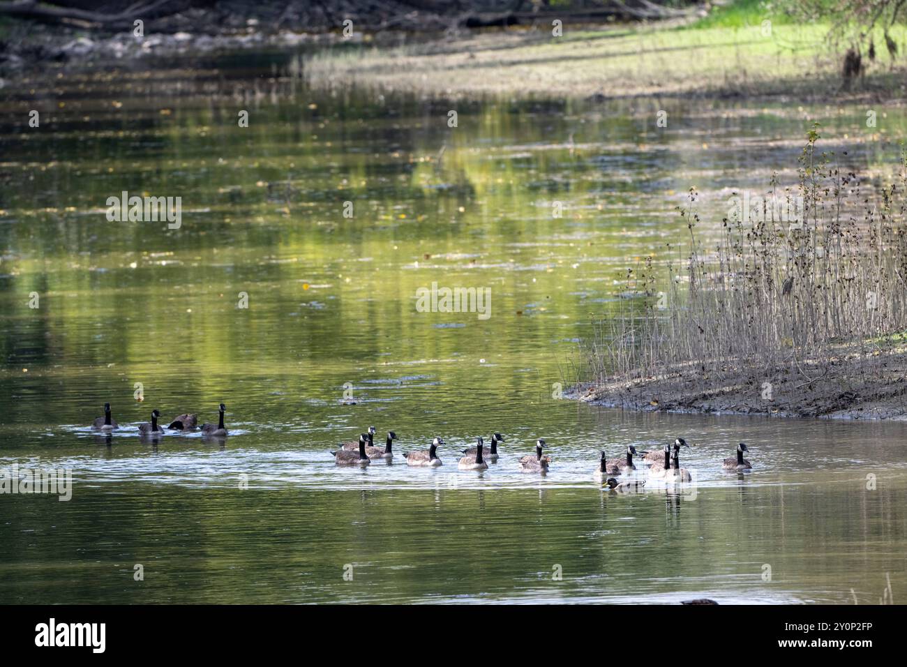 Enten und Gänse auf einem ruhigen Altrhein-Arm , Deutschland, Rheinland ...